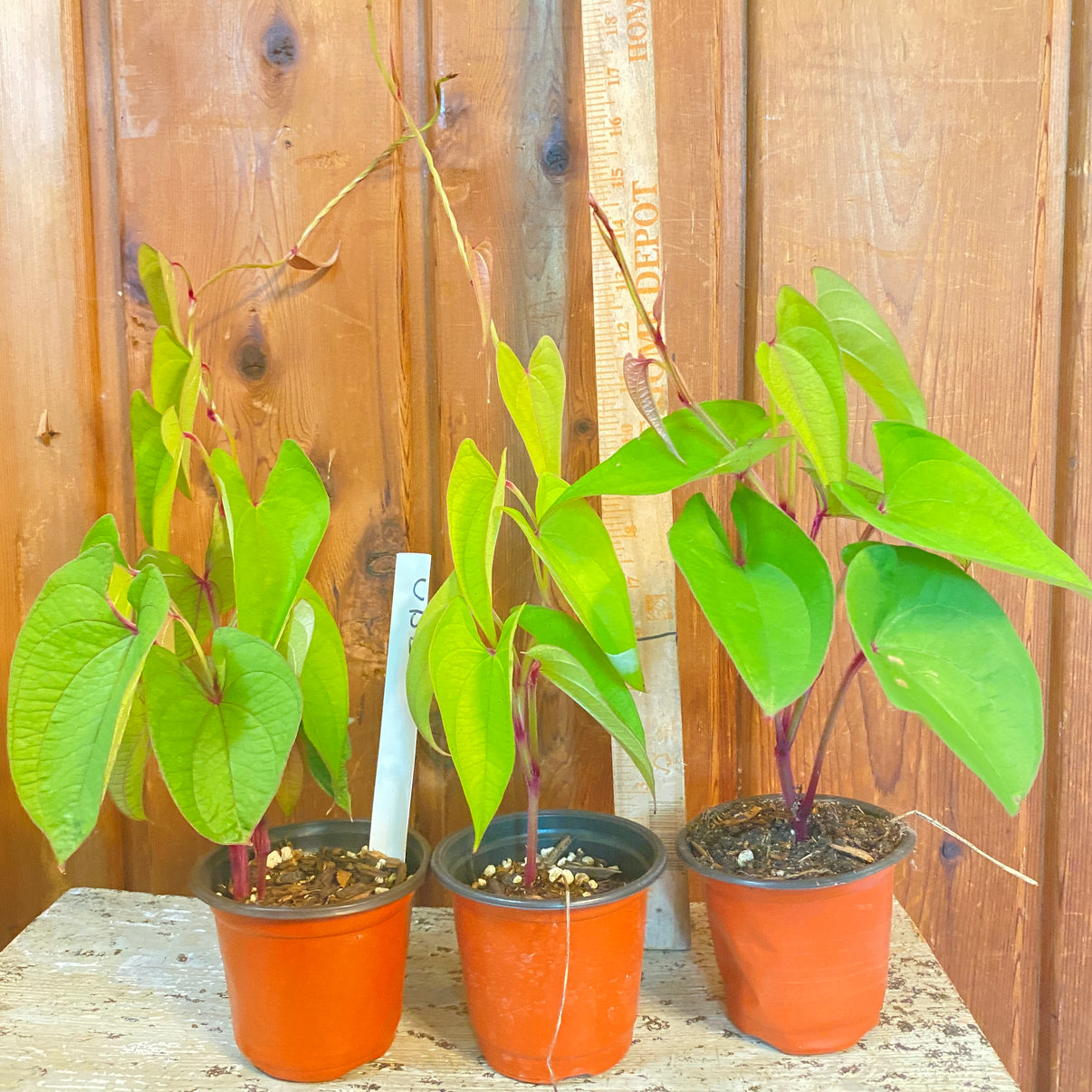 Ube Purple Yam Plant and Tubers -Dioscorea Alata, Winged Yam ...