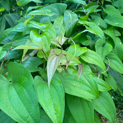 Ube Purple Yam Plant and Tubers -Dioscorea Alata, Winged Yam ...