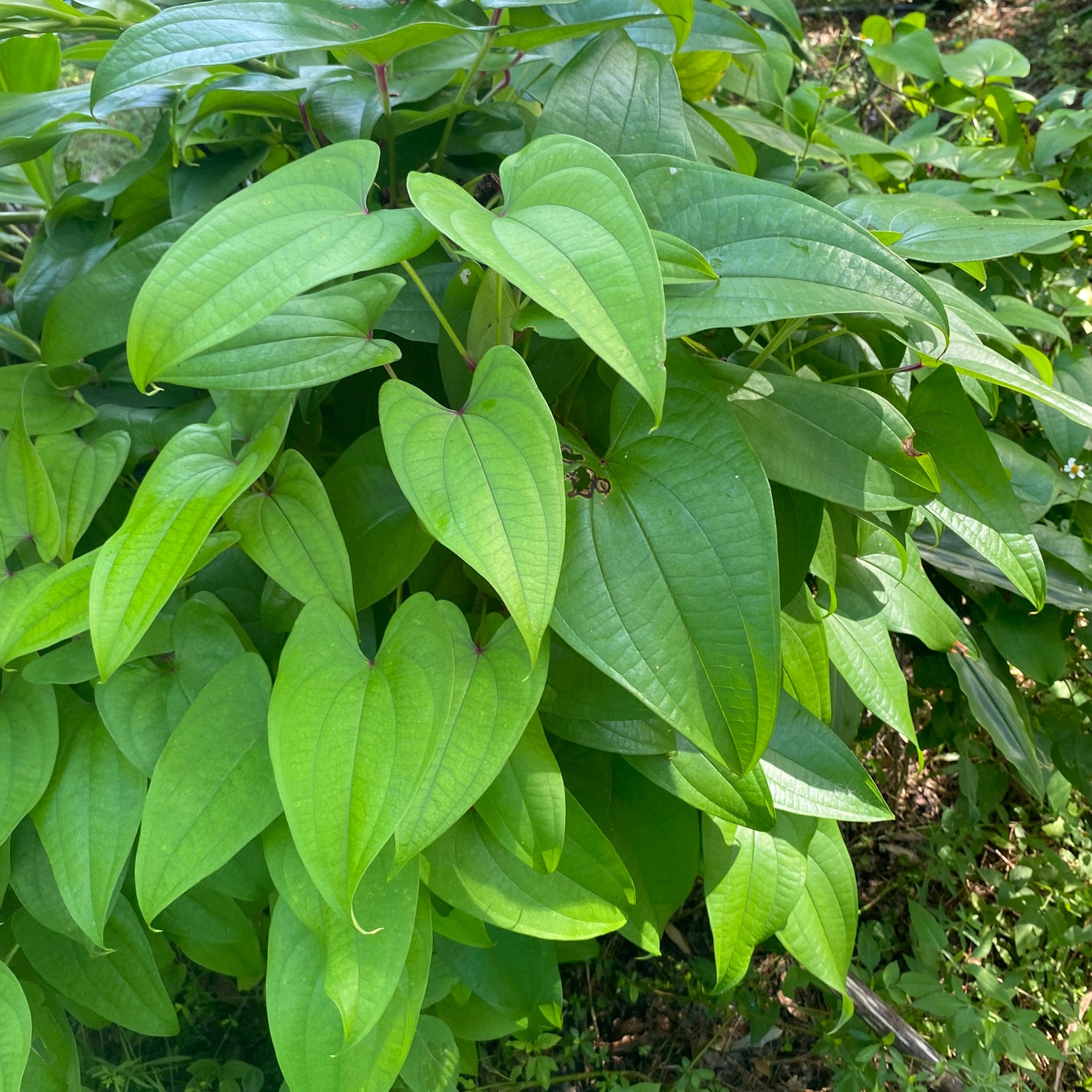 Ube Purple Yam Plant and Tubers -Dioscorea Alata, Winged Yam ...