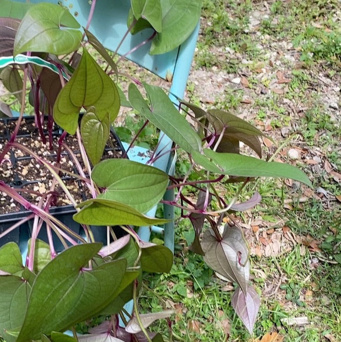 Ube Purple Yam Plant and Tubers -Dioscorea Alata, Winged Yam ...